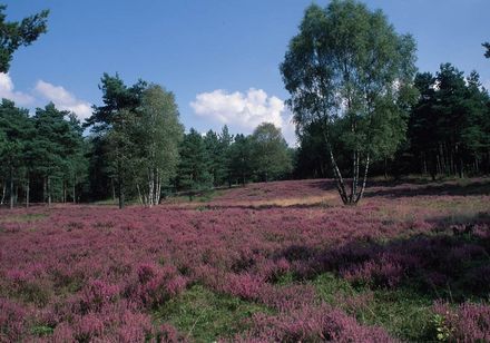 Augustdorf im Land des Hermann | Teutoburger Wald
